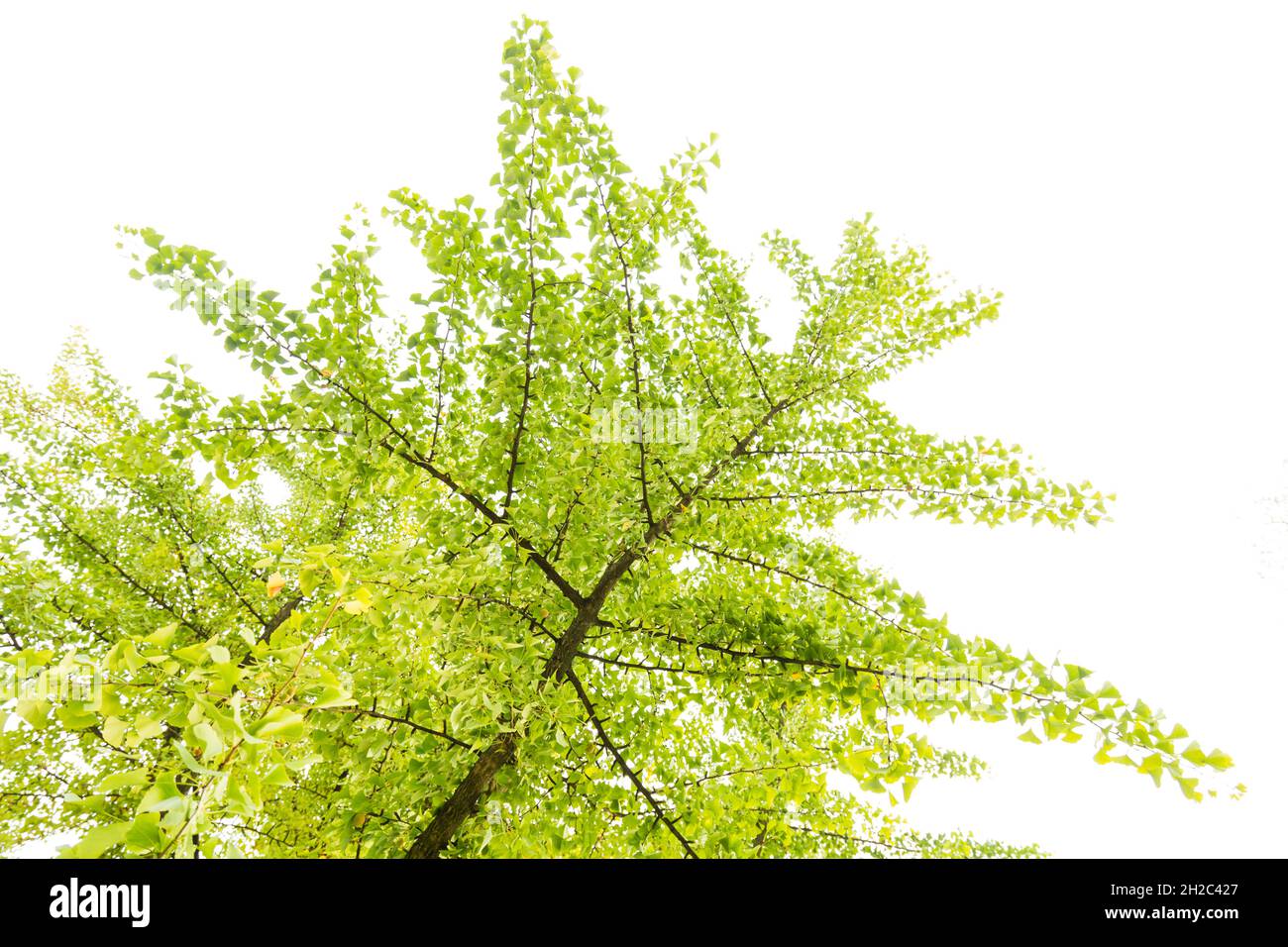 maidenhair tree, Ginkgo Tree, Gingko Tree, Ginko Tree (Ginkgo biloba ...