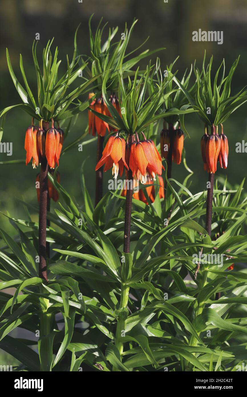 crown imperial lily (Fritillaria imperialis), blooming Stock Photo - Alamy