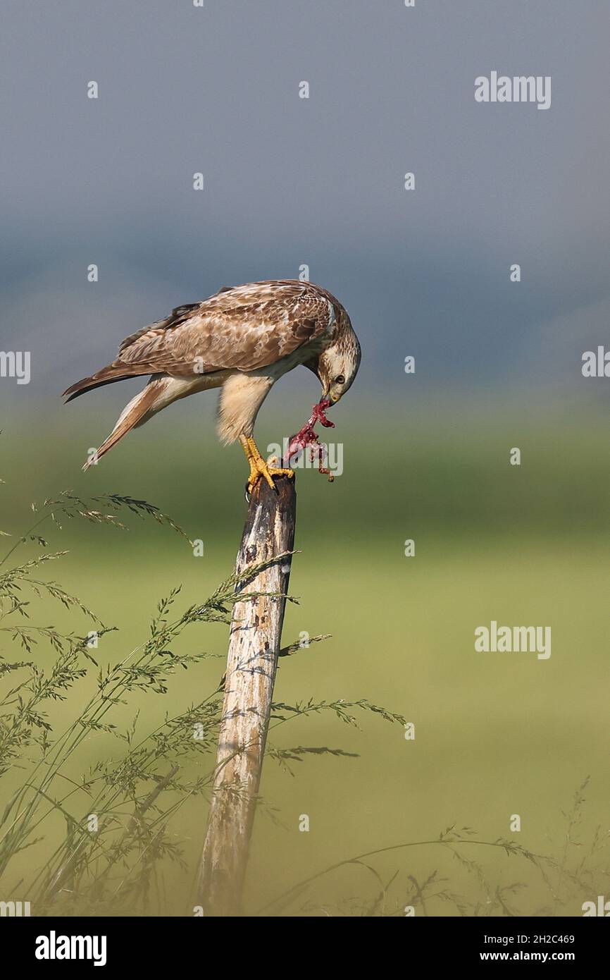 Eurasian buzzard (Buteo buteo), pale morph eating a mouse on a fence ...