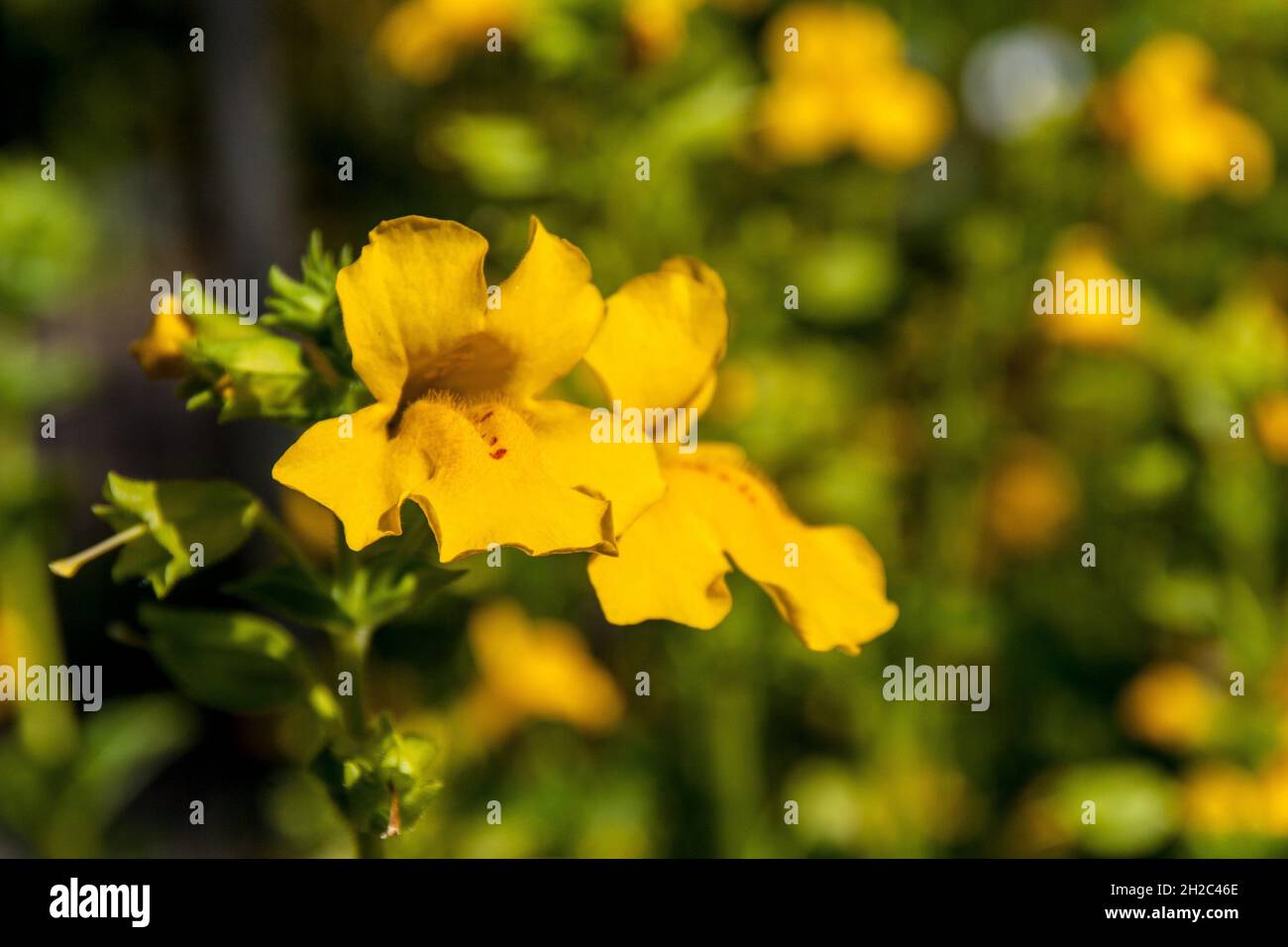 Yellow monkeyflower mimulus guttatus hi-res stock photography and ...