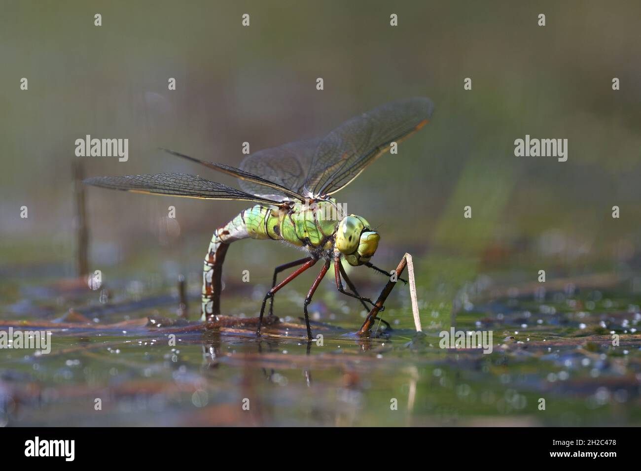 Dragonfly laying eggs in water hi-res stock photography and images - Alamy