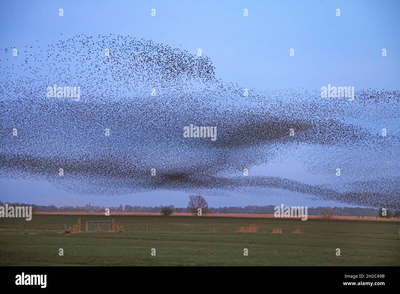 Flocks of starlings hi-res stock photography and images - Alamy