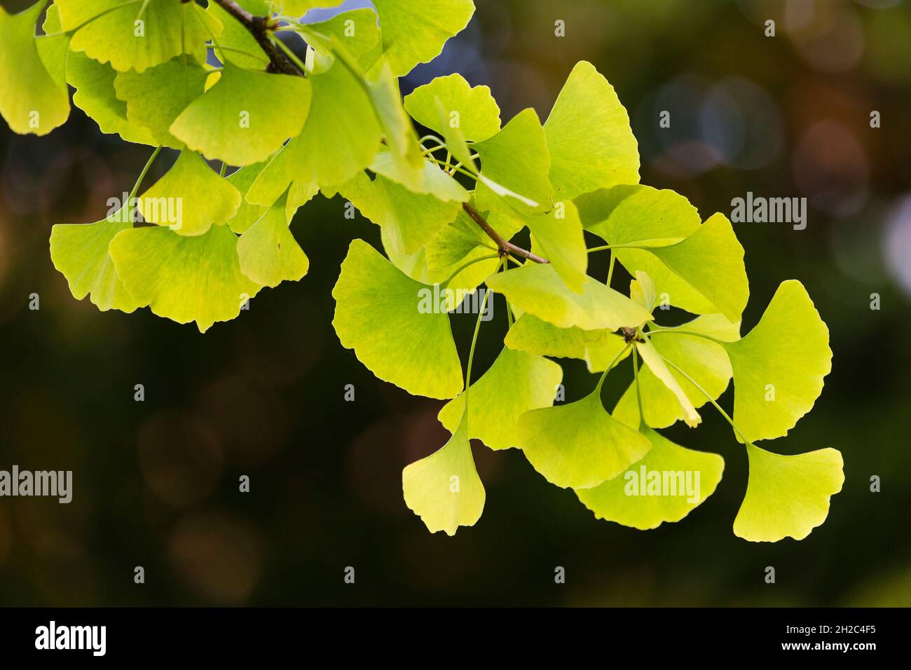 maidenhair tree, Ginkgo Tree, Gingko Tree, Ginko Tree (Ginkgo biloba ...