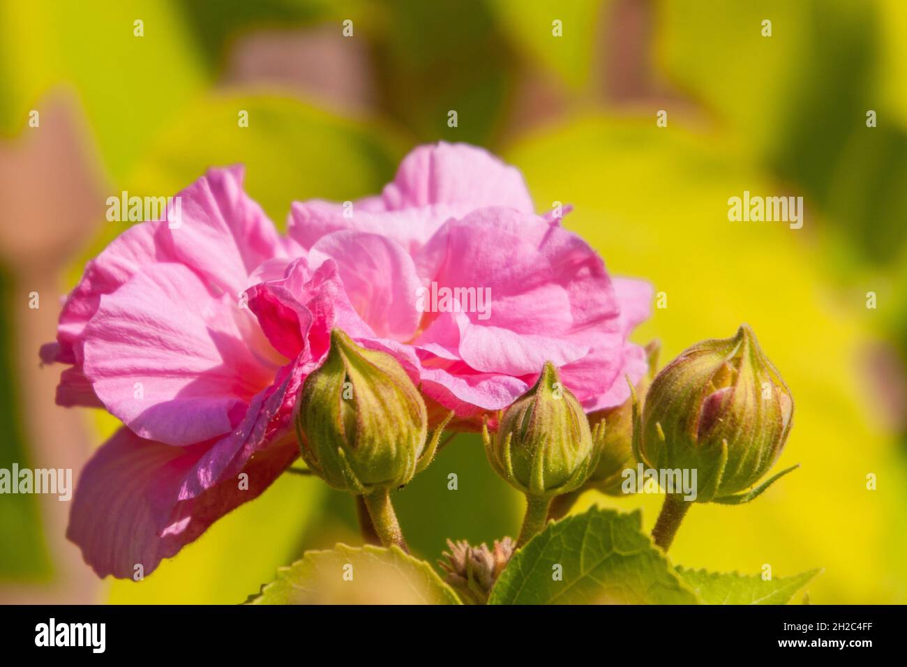 confederate rose (Hibiscus mutabilis), branch with flower, Turkey ...