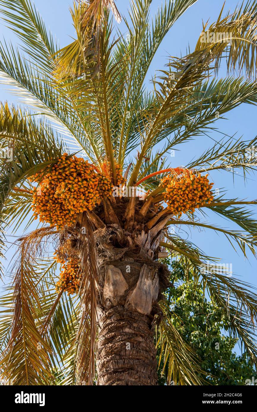 date palm (Phoenix dactylifera), fruiting, Turkey Stock Photo - Alamy