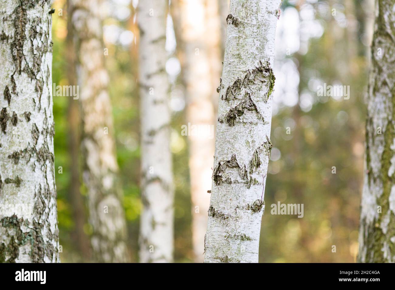 common birch, silver birch, European white birch, white birch (Betula ...