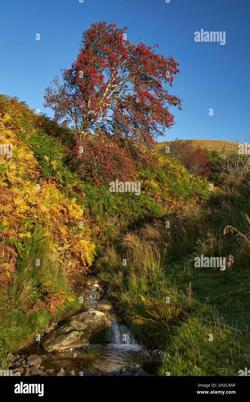 Rowan tree scotland hi-res stock photography and images - Alamy