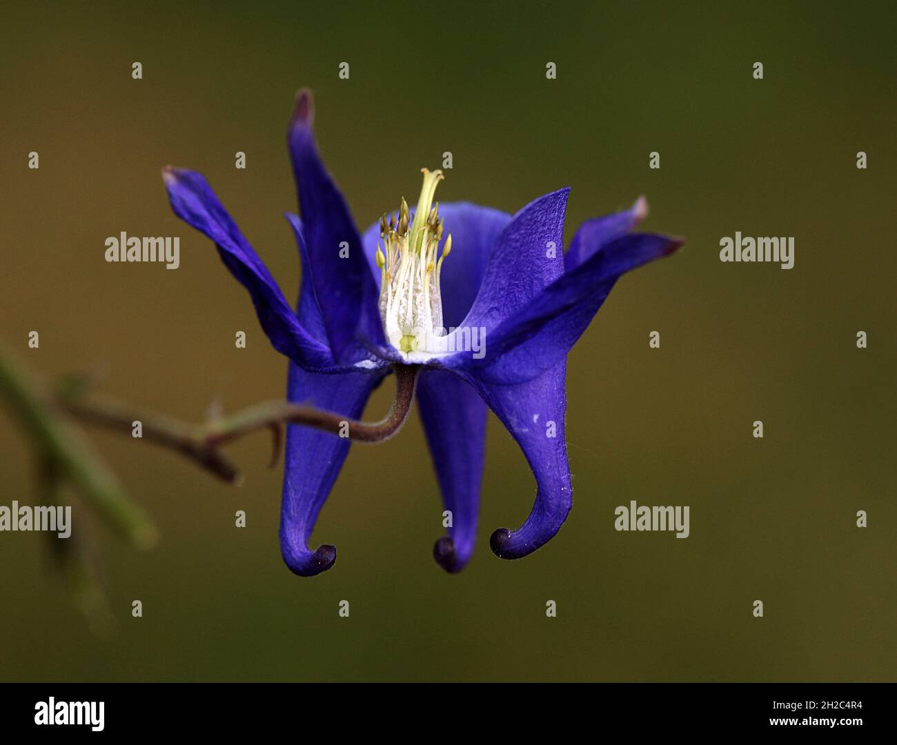 The most beautiful color of the nature Stock Photo - Alamy