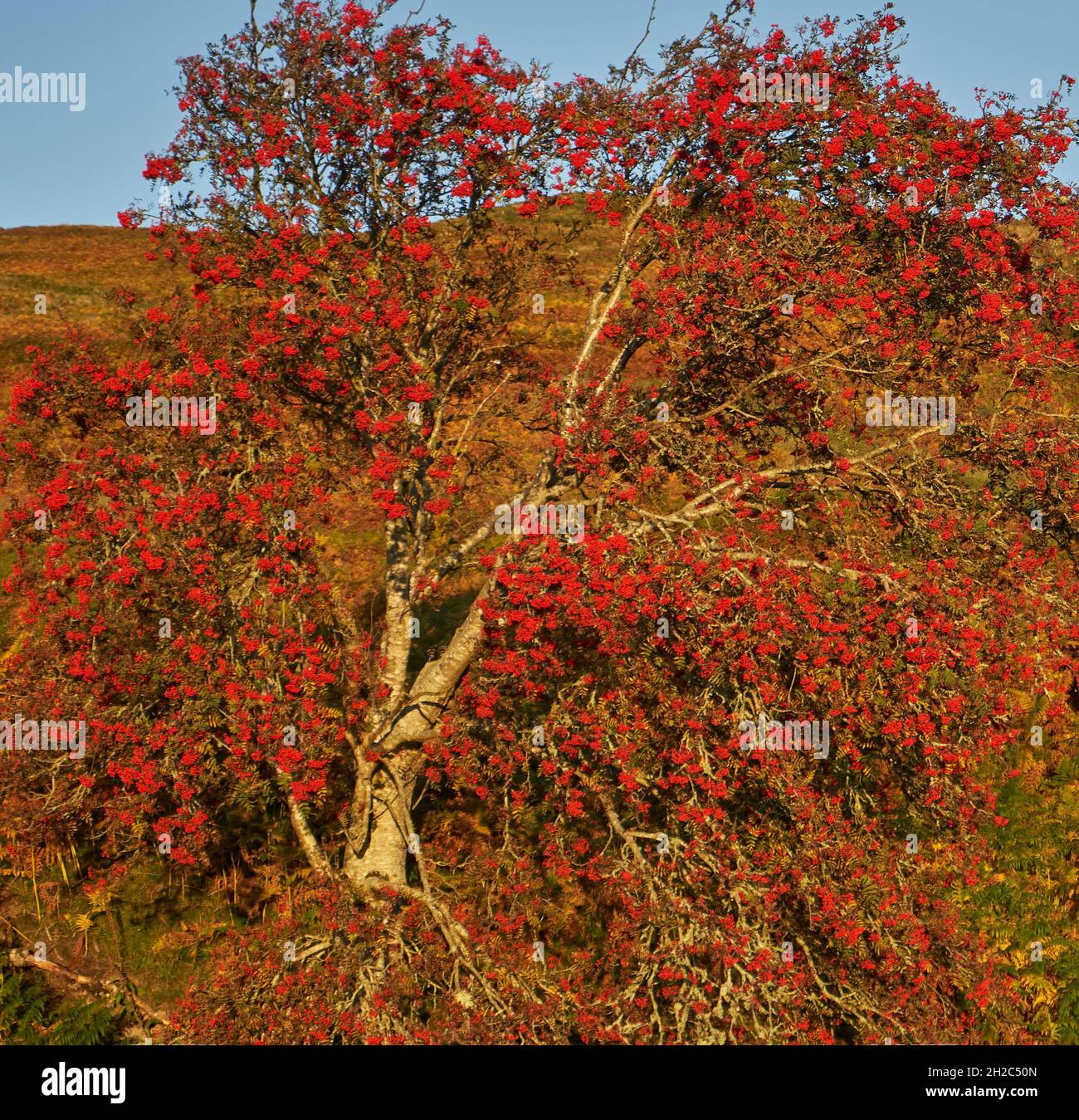 Stunning rowan tree covered in red berries on a beautiful autumn ...