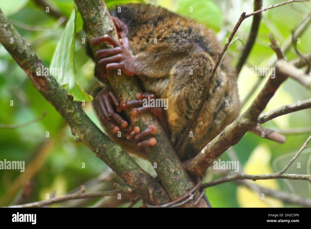 Philippine tarsier or Carlito syrichta on the tree in Bohol ...