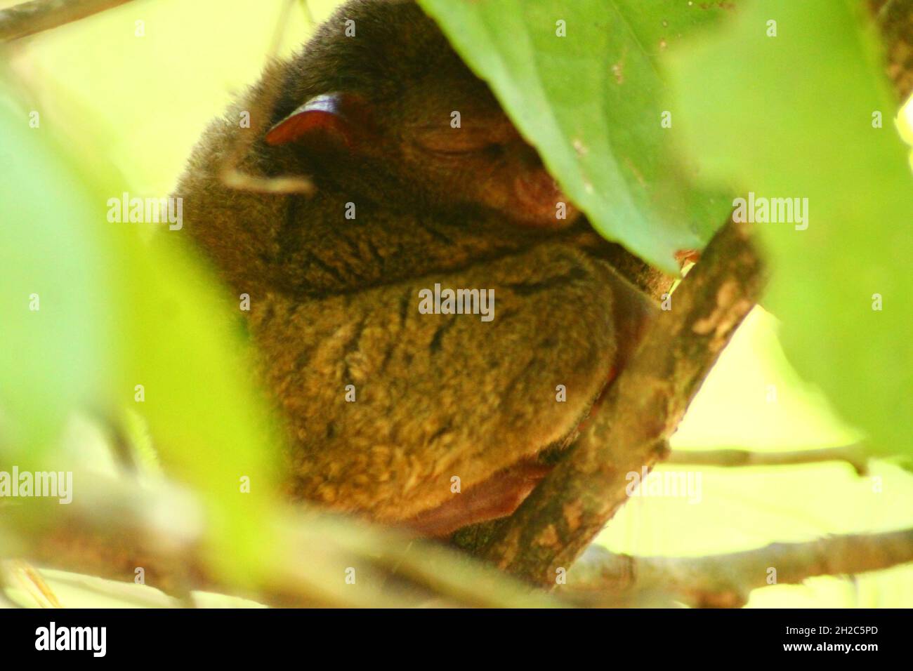 Philippine tarsier or Carlito syrichta on the tree in Bohol ...