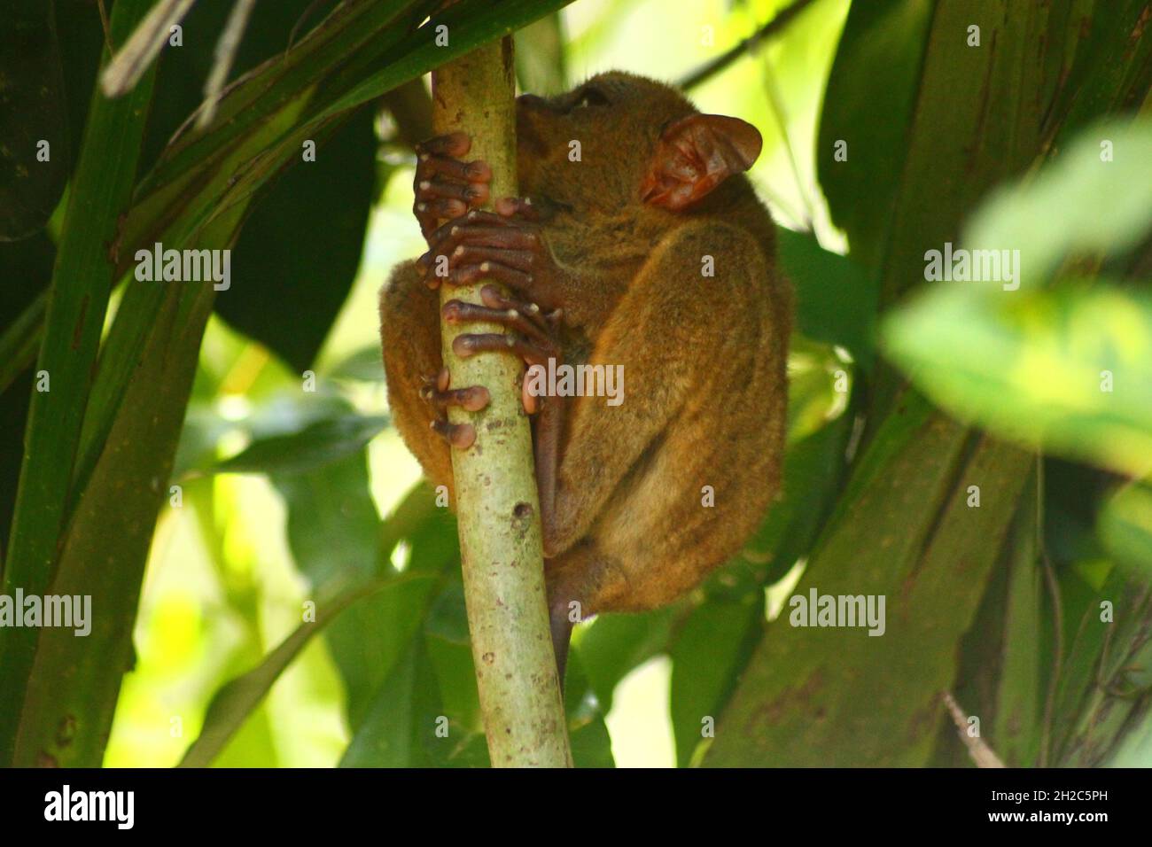 Philippine tarsier or Carlito syrichta on the tree in Bohol ...
