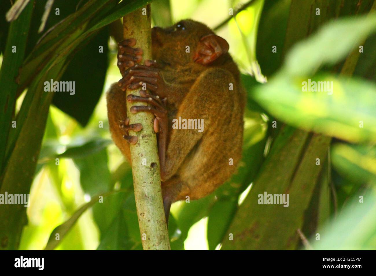 Philippine tarsier or Carlito syrichta on the tree in Bohol ...