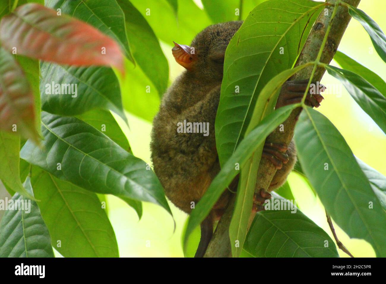 Philippine tarsier or Carlito syrichta on the tree in Bohol ...