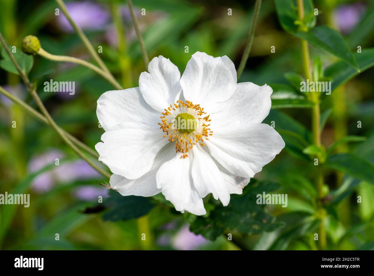 Anemone x hybrida 'Honorine Jobert' a summer autumn fall flowering ...