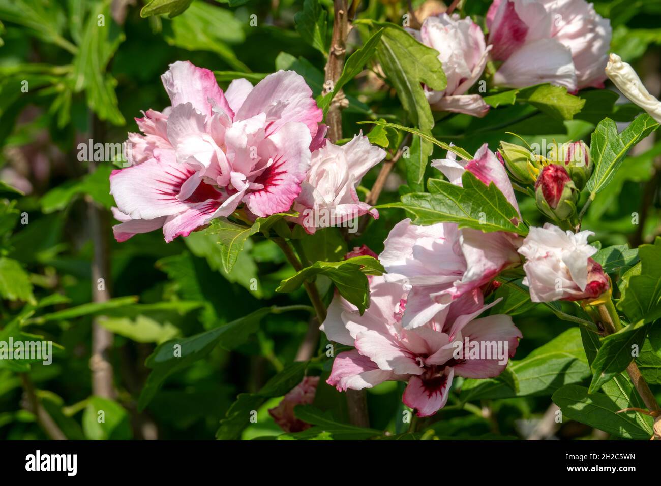 Hibiscus 'Lady Stanley' a summer flowering shrub plant with a pink red ...