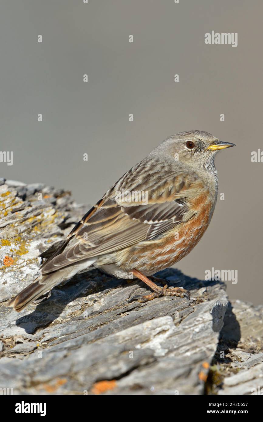 Alpine accentor ( Prunella collaris ) perched on a rock in high ...