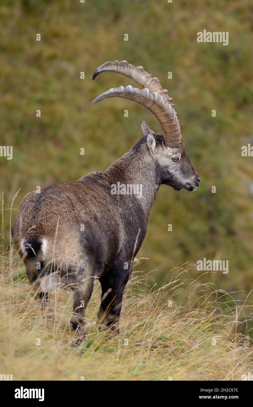 Mammal buck hi-res stock photography and images - Alamy