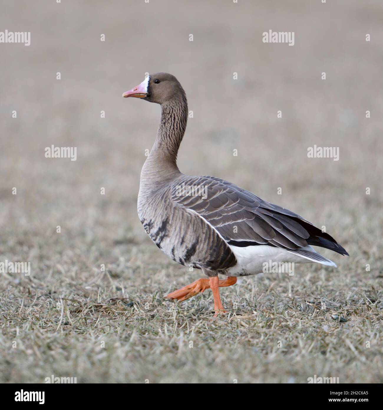 White-fronted Goose ( Anser albifrons ) walking, waddling over a ...