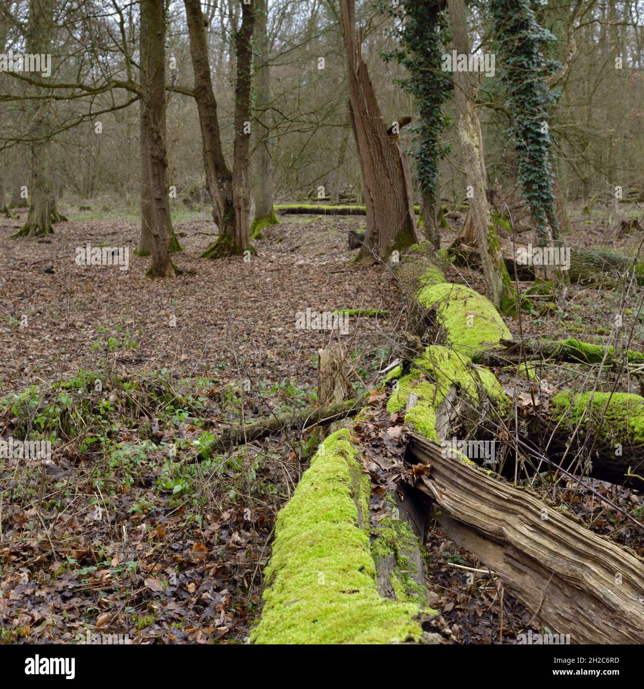 Residual habitat hi-res stock photography and images - Alamy