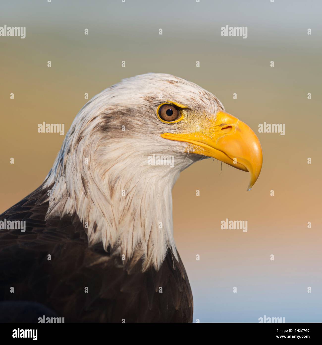 Bald Eagle ( Haliaeetus leucocephalus ), headshot, close-up, detailled ...