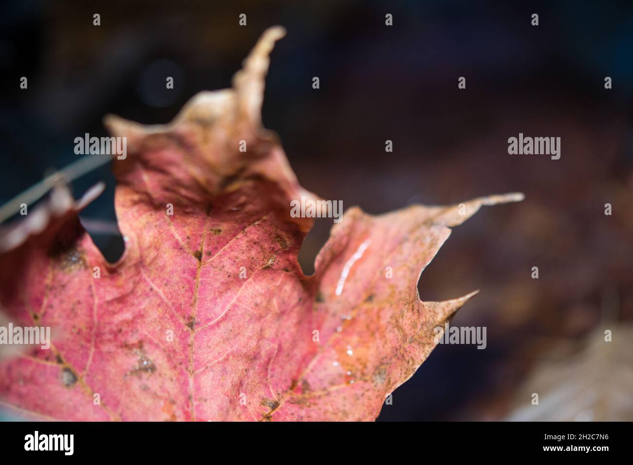 Autumn leaf isolated Stock Photo - Alamy