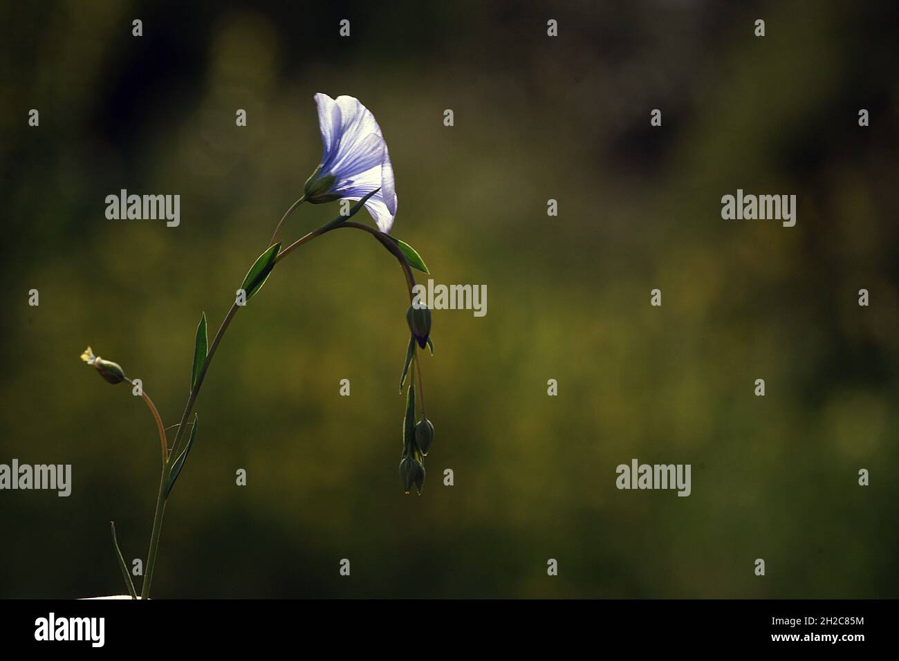Detailed close-up photo of a blue flower with the most beautiful shade ...