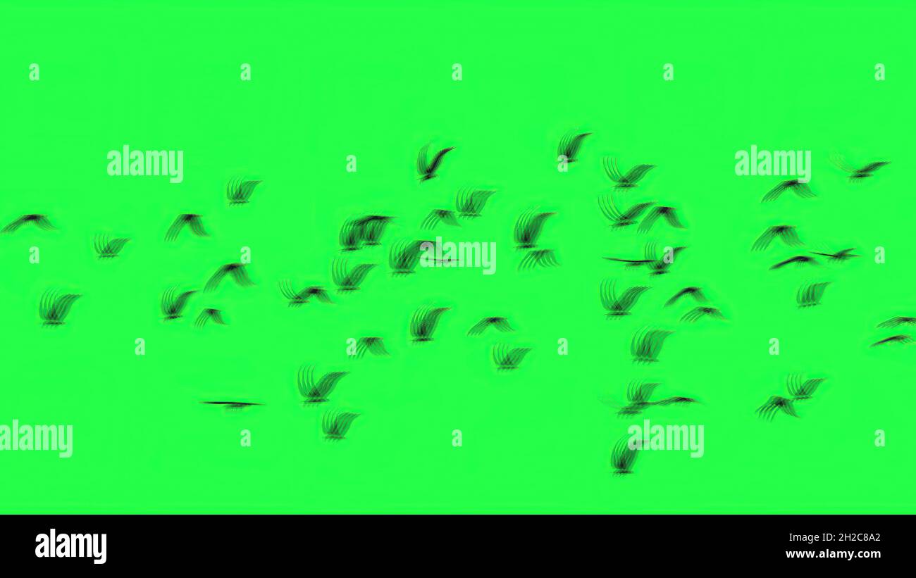 3d illustration - Group of birds with isolated sky on green screen ...
