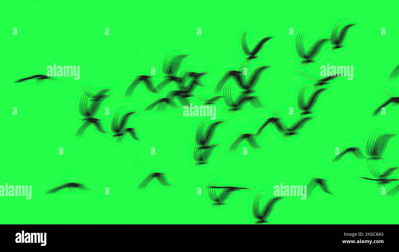 3d illustration - Group of birds with isolated sky on green screen ...
