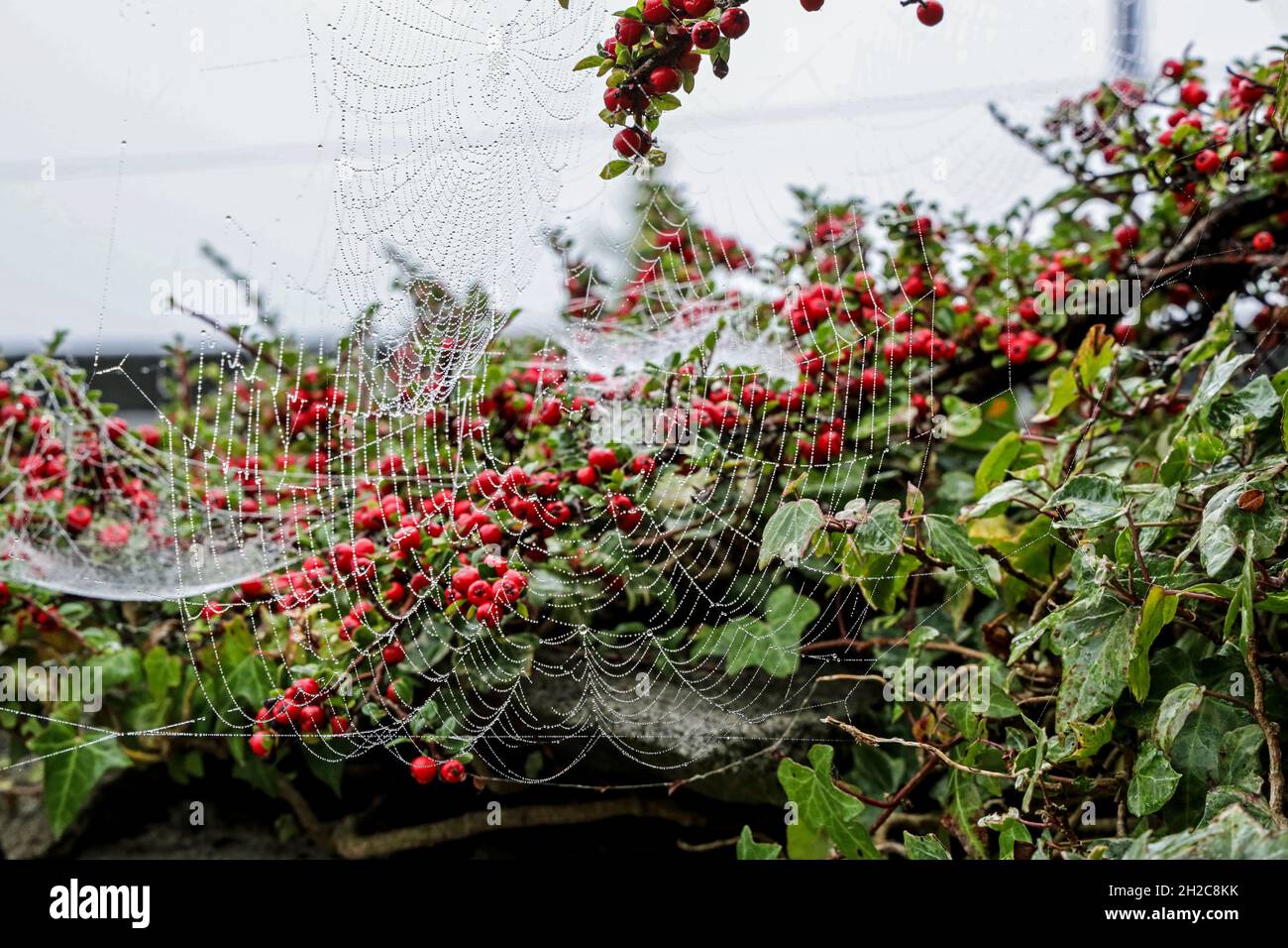 Multiple spider’s webs with raindrops in the morning. The perfect ...