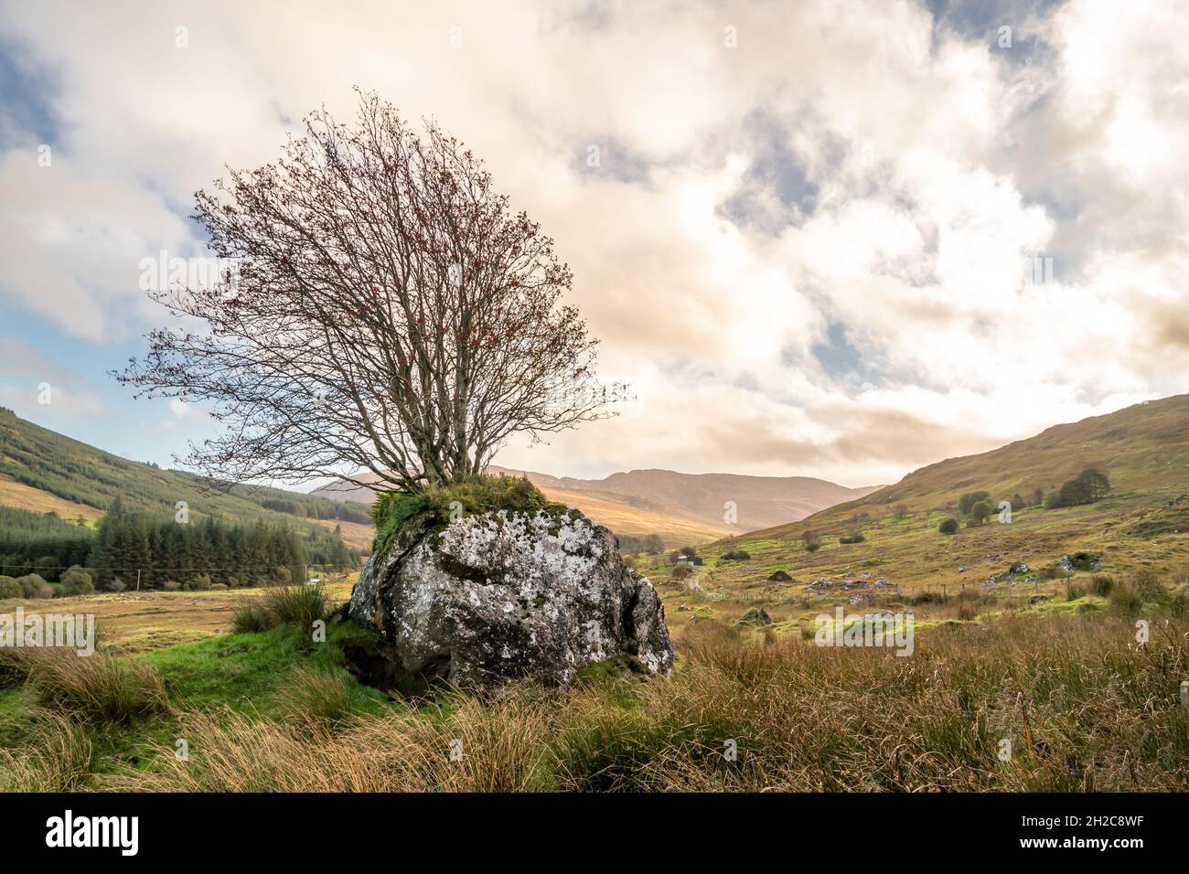 Tree Growing through a stone in County Donegal - Ireland Stock Photo ...