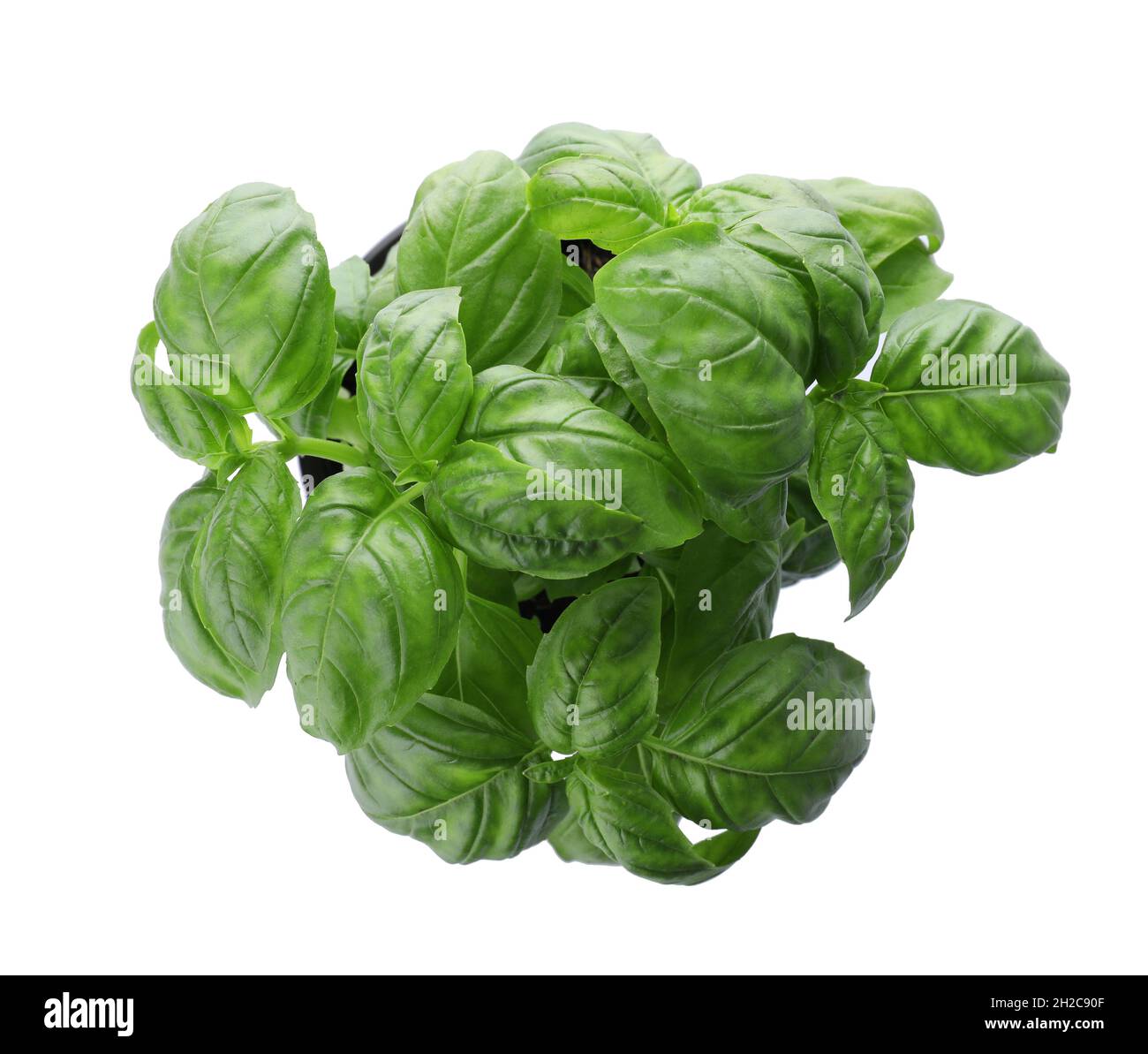 Fresh basil in pot on white background, top view Stock Photo - Alamy