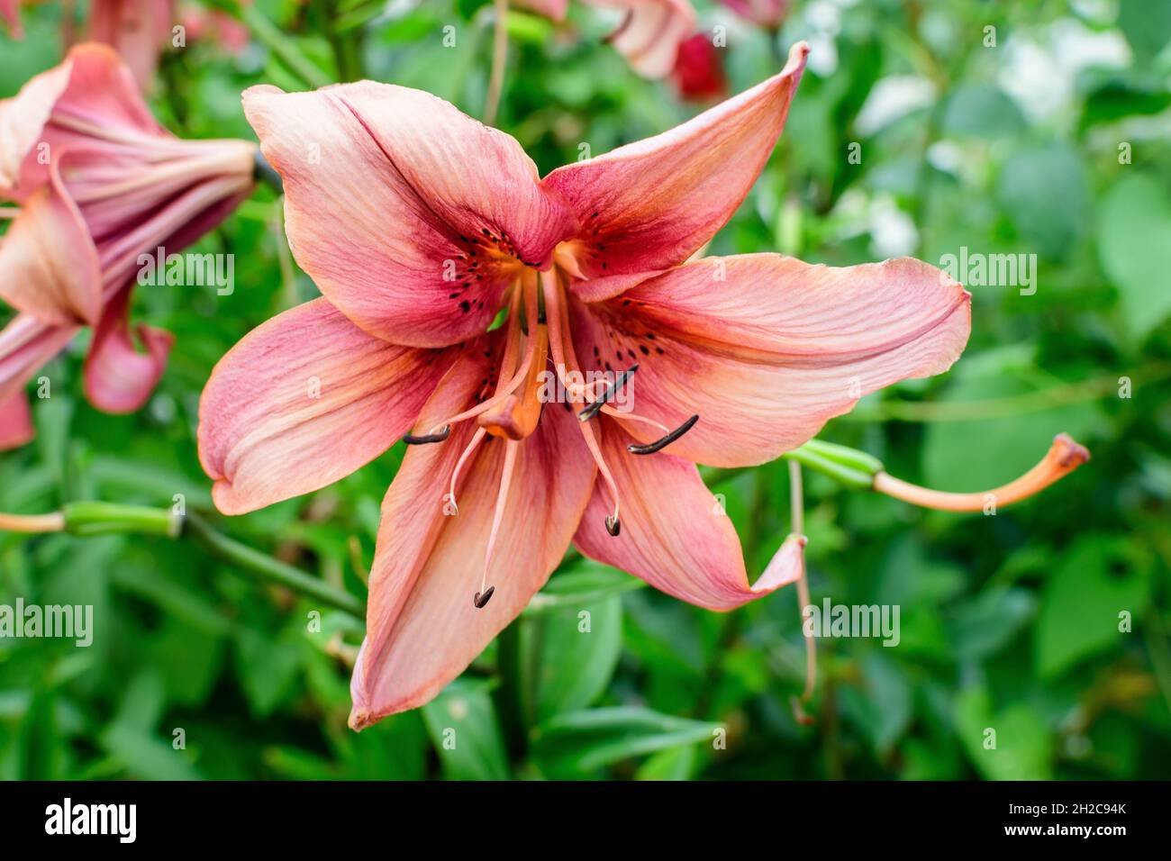 One large pink flower of Lilium or Lily plant in a British cottage ...