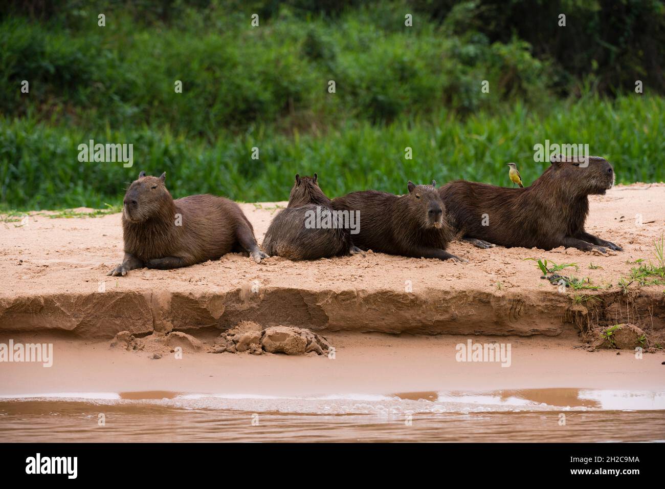 Symbiotic relationship bird cattle hi-res stock photography and images ...