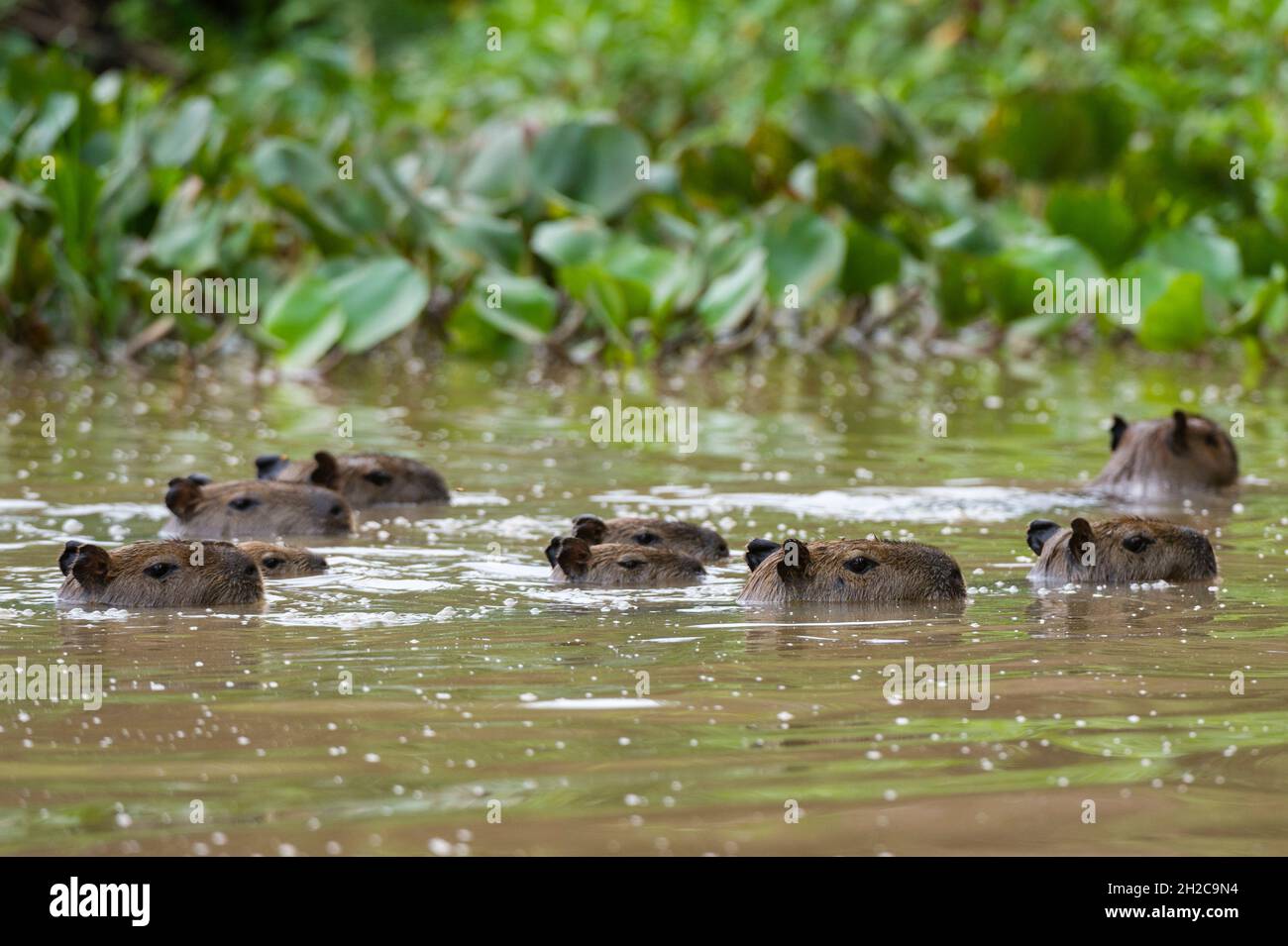 A group of Capybaras, Hydrochaeris hydrochaeris, swimming in the Cuiaba ...