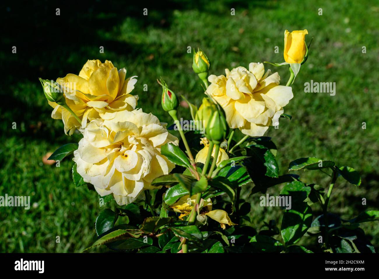 Bright yellow roses hi-res stock photography and images - Alamy