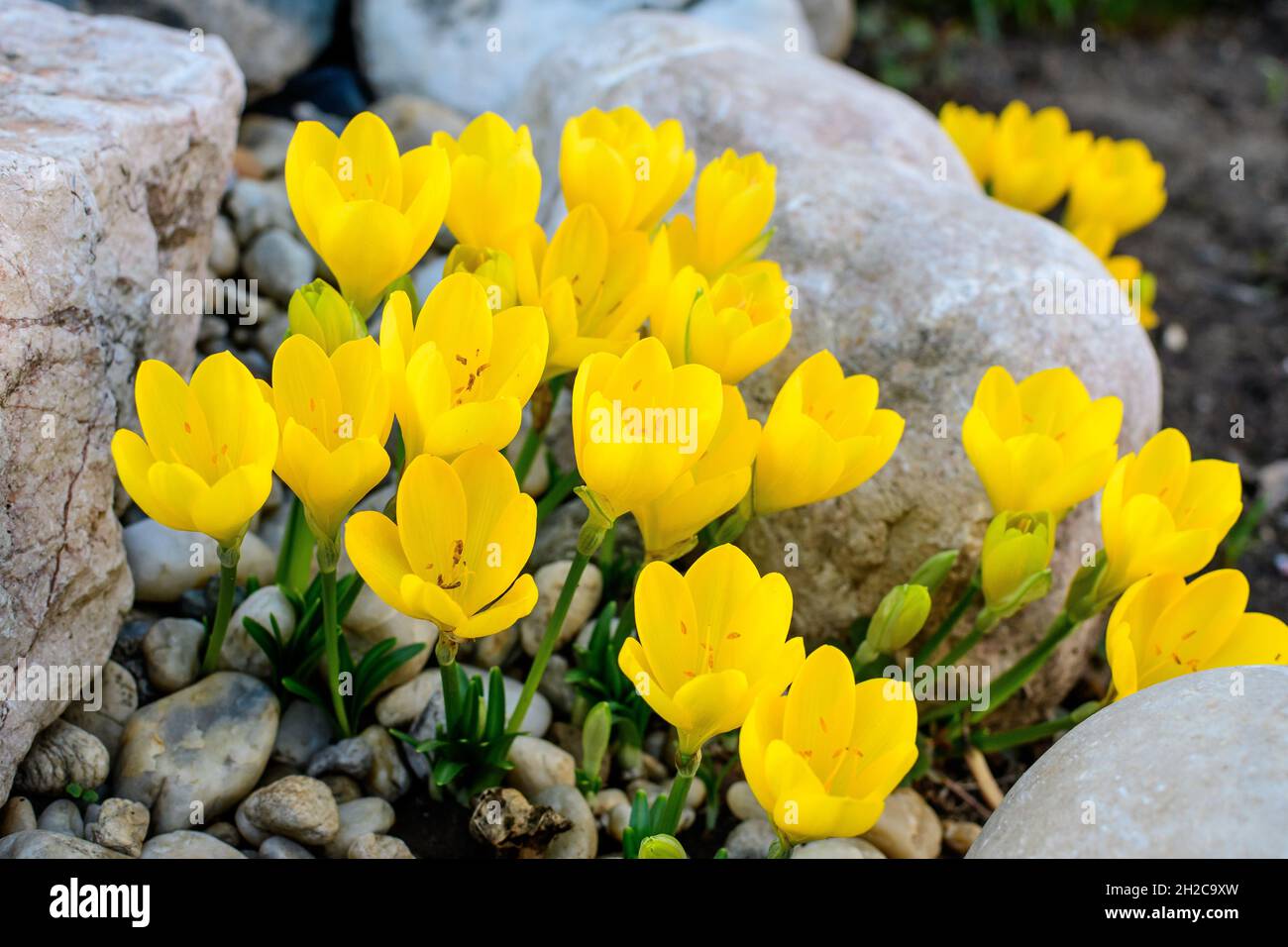 Close up of many vivid yellow crocus spring flowers in full bloom in a ...