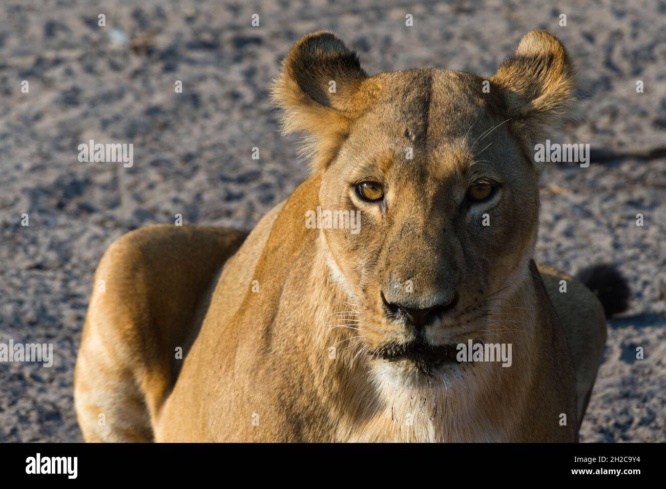 Portrait of a lioness, Panthera leo, in Chobe National Park's Savuti ...