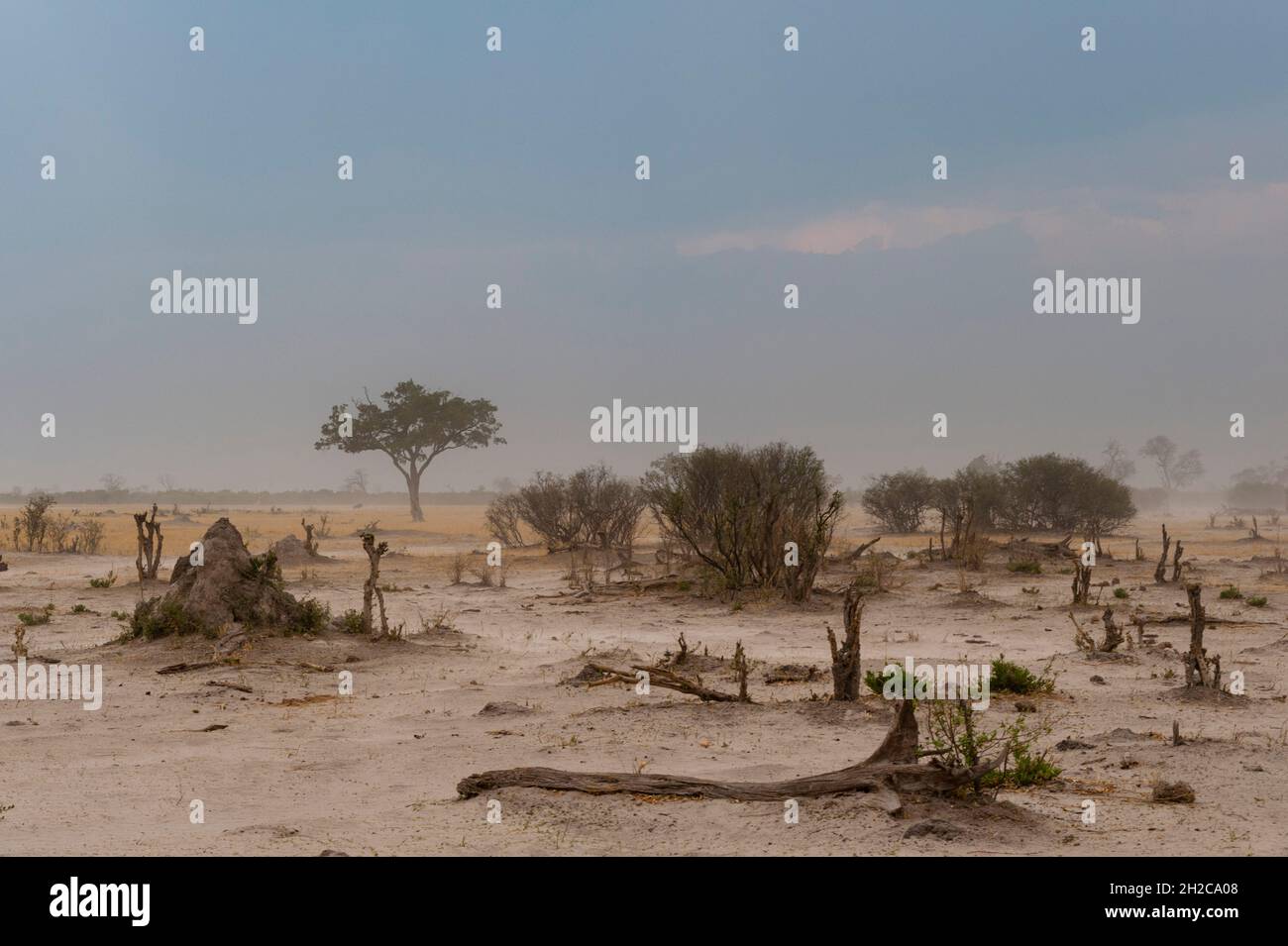 A sand storm approaching. Savuti, Chobe National Park, Botswana Stock ...