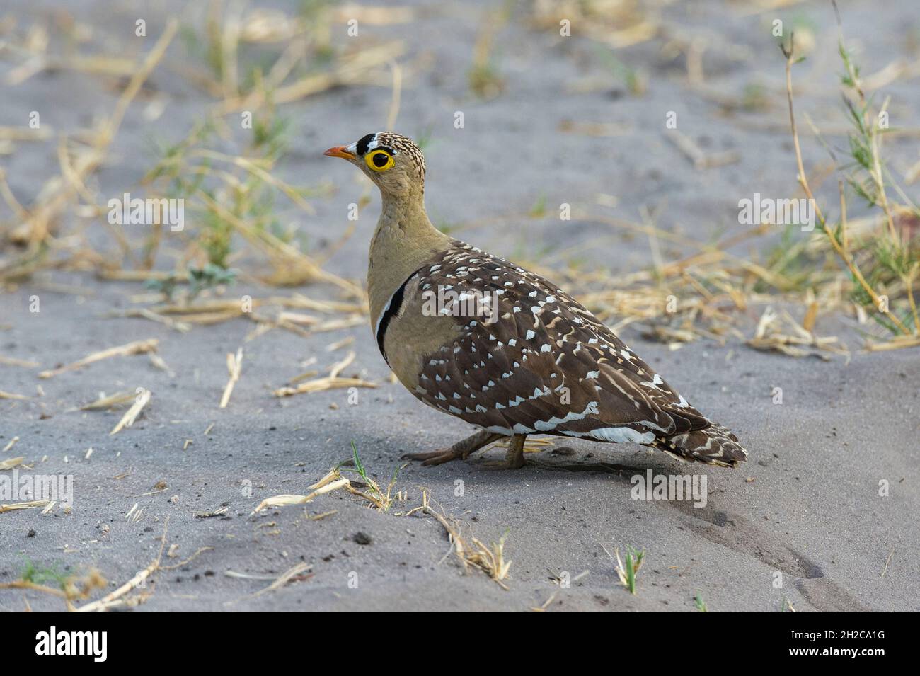 African grouse hi-res stock photography and images - Alamy