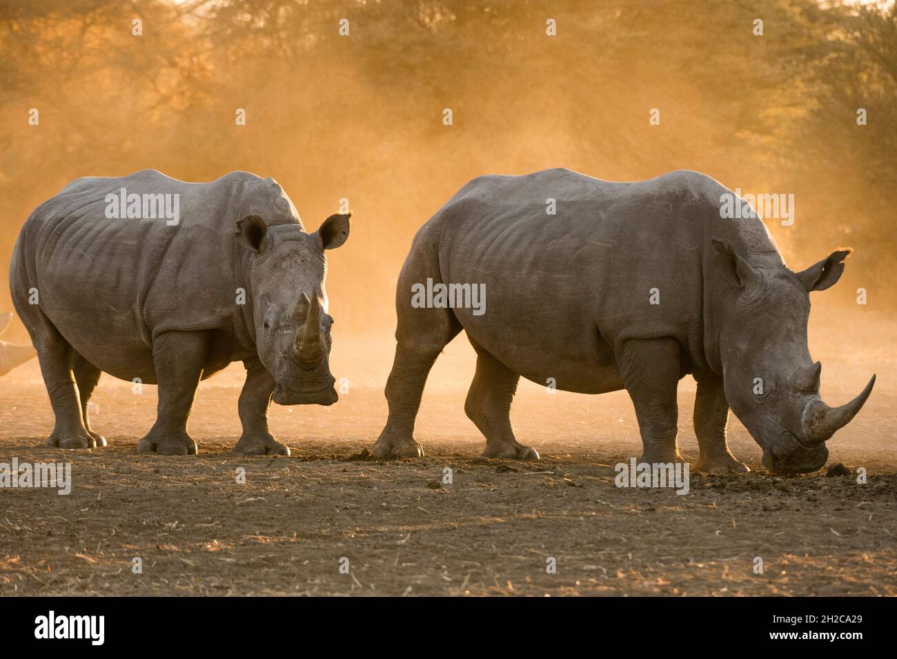 Two white rhinoceroses, Ceratotherium simum, walking in the dust at ...