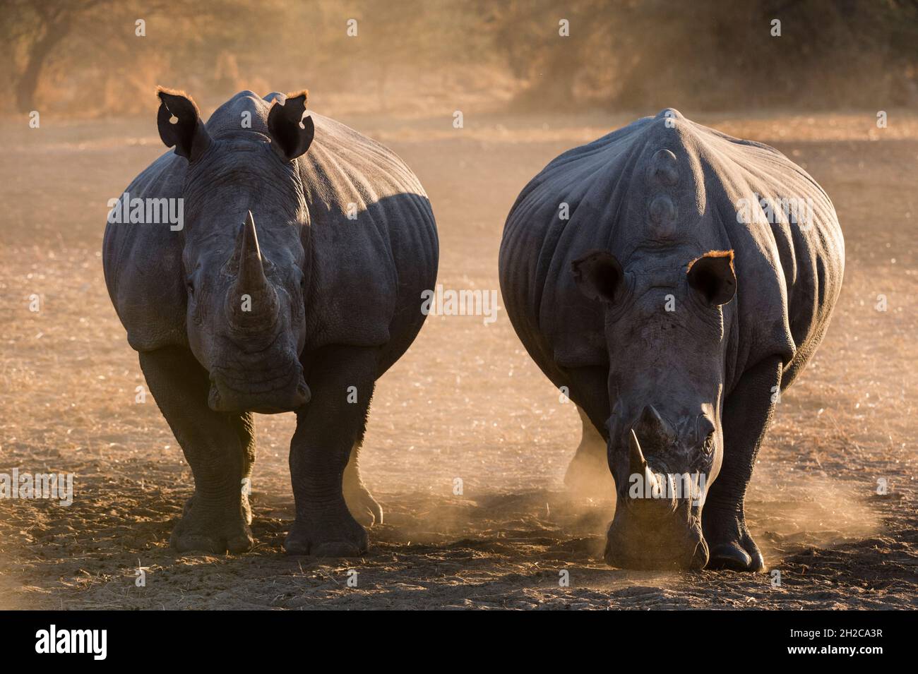 Two white rhinoceroses, Ceratotherium simum, standing and looking at ...
