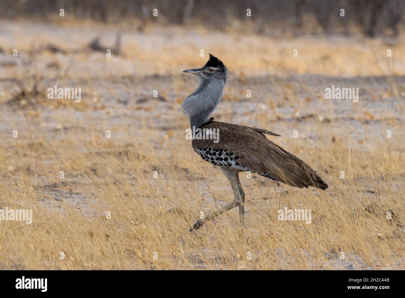 A male Kori bustard, Ardeotis kori, in courtship display. Savuti, Chobe ...