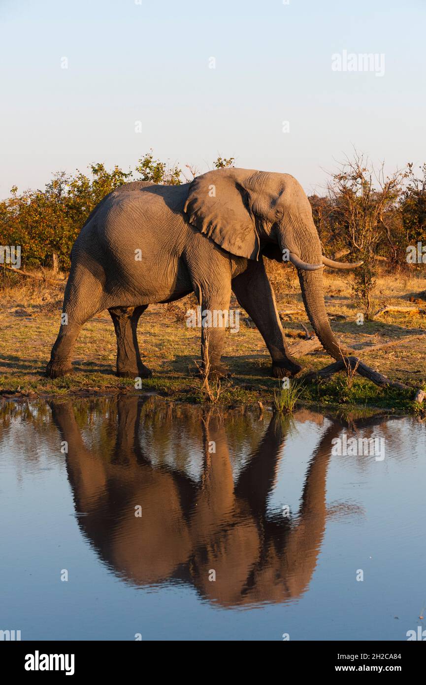 Walking to the waterhole hi-res stock photography and images - Alamy