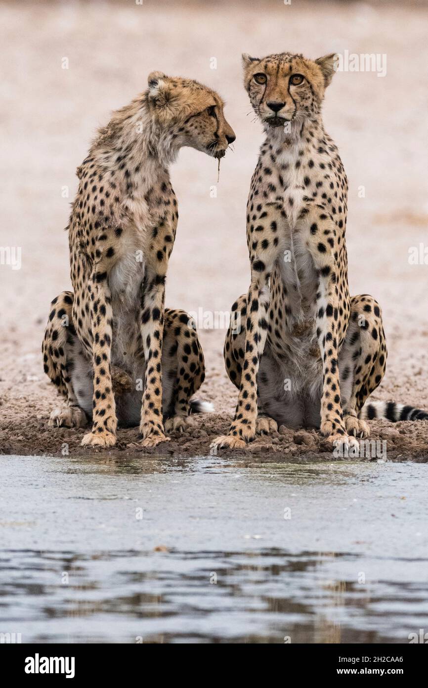 Two cheetahs sitting side by side hi-res stock photography and images ...