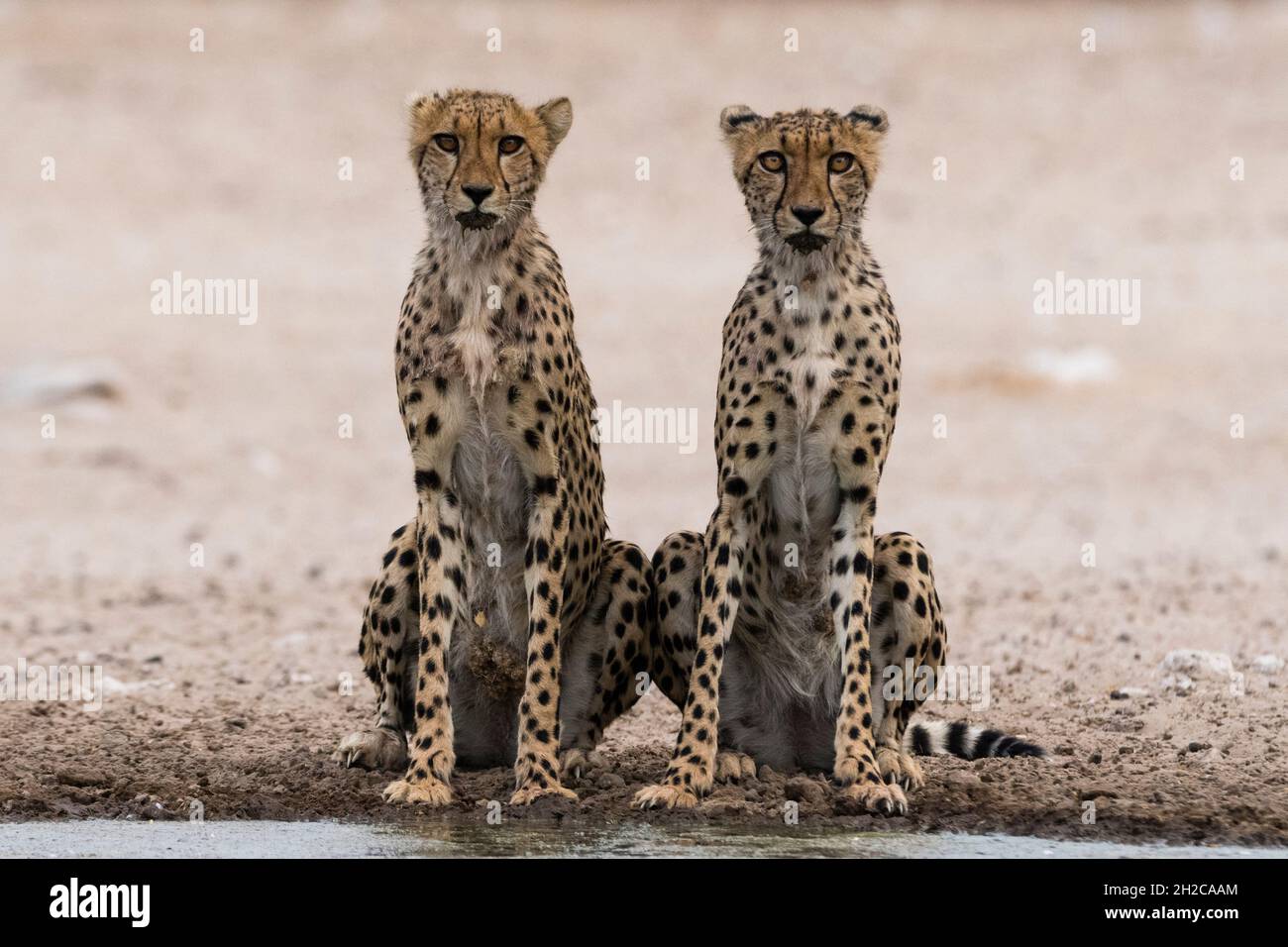 Two cheetahs sitting side by side hi-res stock photography and images ...