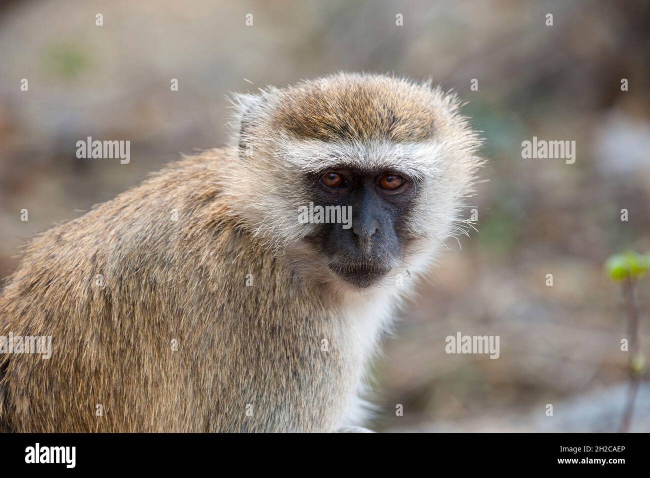 Botswana primates hi-res stock photography and images - Alamy