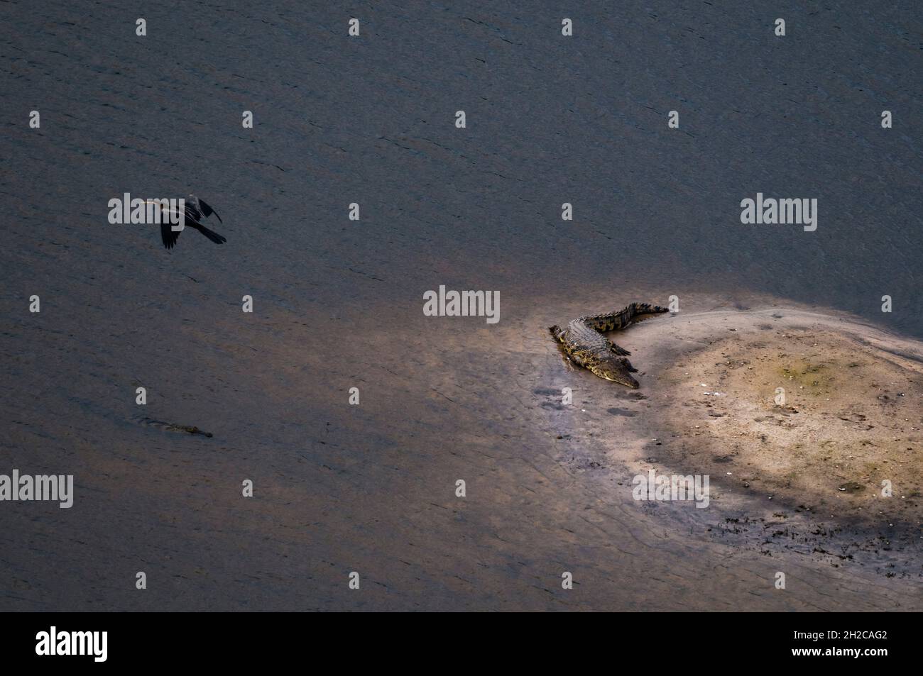 Flying reptiles hi-res stock photography and images - Alamy