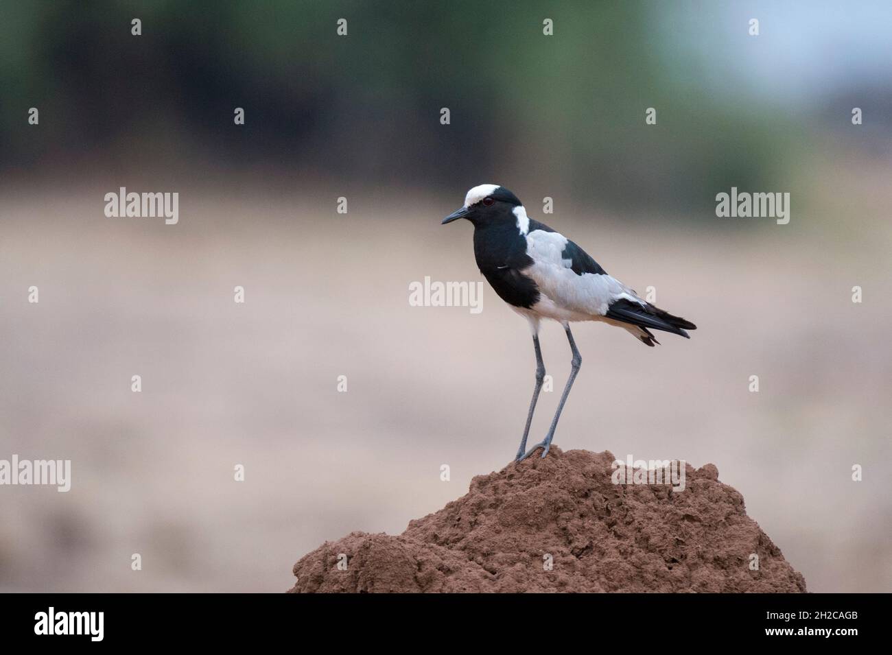 African plovers hi-res stock photography and images - Alamy