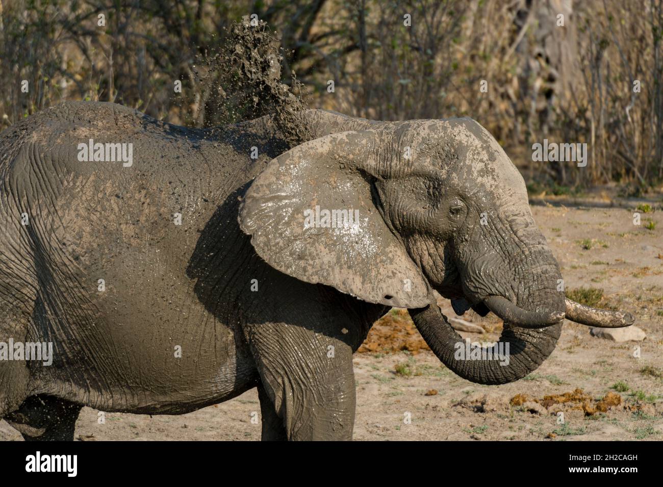 Mudding hi-res stock photography and images - Alamy